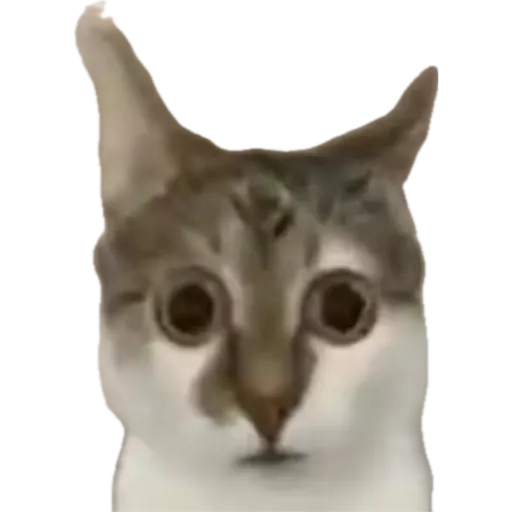 Smug Cat Gif Cat Memes & GIFs Imgflip