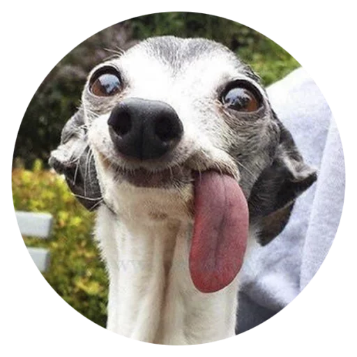 Stupid Dogs Warner Classics 2 STUPID DOGS/SECRET SQUIRREL SHOW: THE